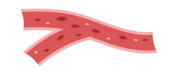 Blood vessel Royalty Free Vector Image - VectorStock