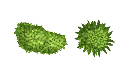 Shrubs Top View Vector Images (over 140)