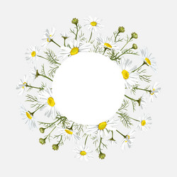 Colorful hand drawn sketch matricaria chamomilla Vector Image