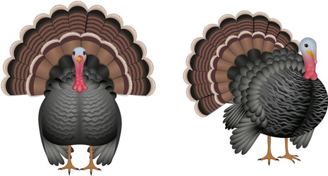 Turkey Vector Images (over 74,000)