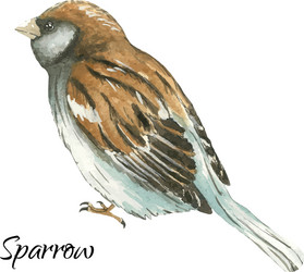 Sparrows Drawing Colors