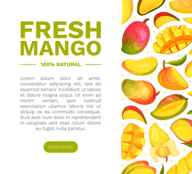 Ripe mango banner design with bright tropical Vector Image