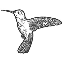 Bird in flight hummingbird sketch scratch board Vector Image