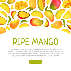 Ripe mango banner design with bright tropical Vector Image