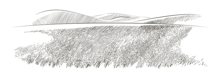 Green Grass Field Sketch Royalty Free Vector Image