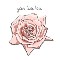Deep pink rose top view isolated sketch Royalty Free Vector