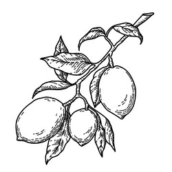 Lemon Tree Clipart Black And White