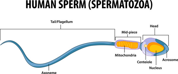 Sperm Diagram