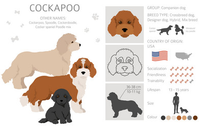 Cockapoo Vector Images (over 100)