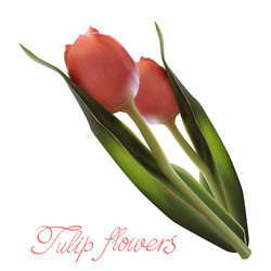 Single Tulip Vector Images (over 860)