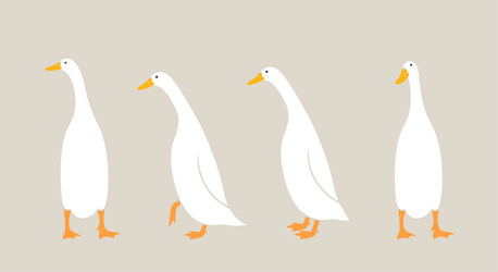Indian runner ducks Royalty Free Vector Image - VectorStock