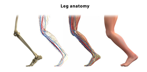 Leg Muscles Vector Images (over 7,600)