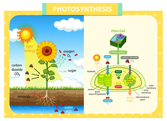 Photosynthesis Flow Chart For Kids