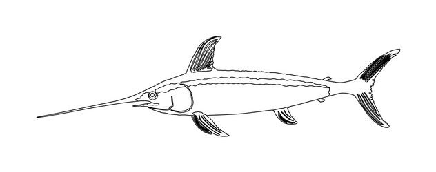 Sportfish Vector Images (over 140)