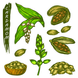 Cardamom Drawing Vector Images (over 530)
