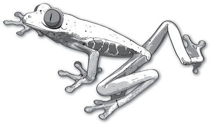 Tree Frog Vector Images (over 2,900)