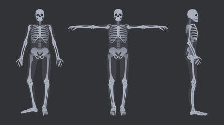 Cartoon Xray Body Vector Images (over 470)