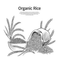 Rice Sack Drawing Vector Images (over 630)