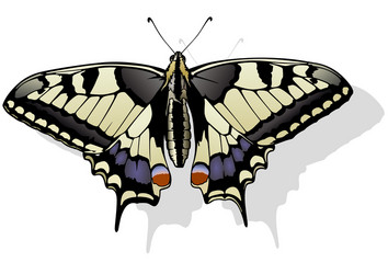 Swallowtail butterfly Royalty Free Vector Image