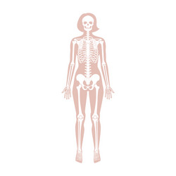 Woman skeleton anatomy Royalty Free Vector Image