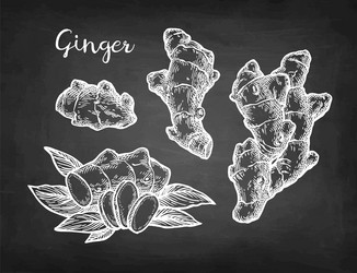 Fresh ginger root ink sketch Royalty Free Vector Image