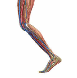 Posterior group of muscles of the lower leg rear Vector Image
