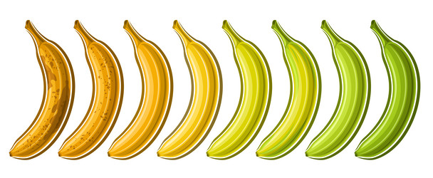 Banana bunch set Royalty Free Vector Image - VectorStock