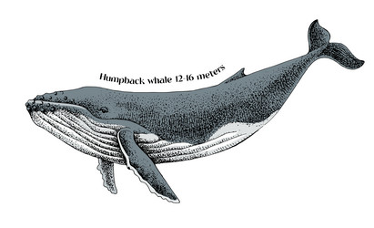 Mother and baby humpback whale Royalty Free Vector Image