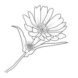 Minimalist simple aster flower tattoo Royalty Free Vector