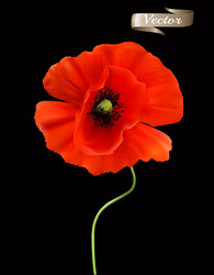 Poppy Royalty Free Vector Image - VectorStock