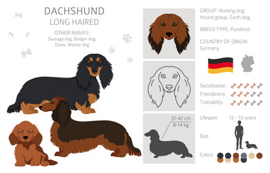 Dachshund long haired clipart different poses Vector Image