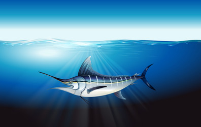 Diagram showing parts of atlantic blue marlin Vector Image