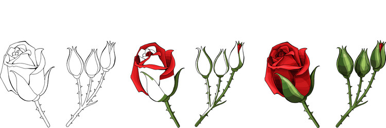 Rose hand drawing and mesh colored a blossoming Vector Image