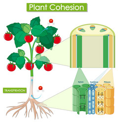 Diagram showing transpiration in plant Royalty Free Vector