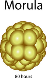 Morula Vector Images (over 110)