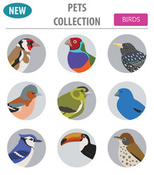 Pet birds collection breeds icon set flat style Vector Image