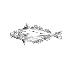 Cod Atlantic Drawing Vector Images (56)