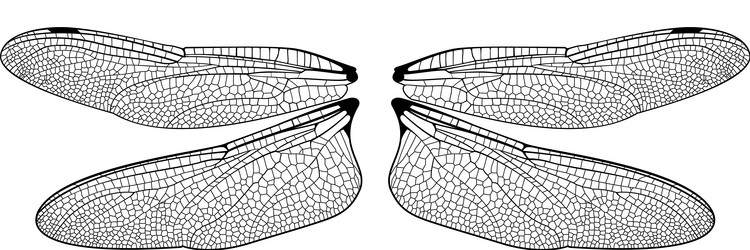 Dragonfly Wing Silhouette