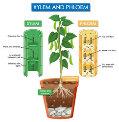 Diagram showing stem structure a plant Royalty Free Vector