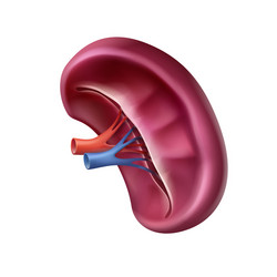 Human spleen organs realistic 3d isolated Vector Image