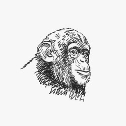 Bonobos Vector Images (over 190)