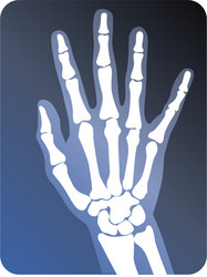 Skeleton scan Royalty Free Vector Image - VectorStock