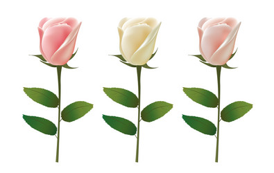 Long Stem Rose Vector Images (over 130)