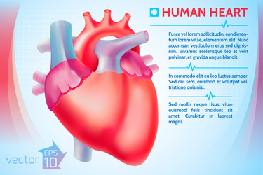 Healthy organ poster Royalty Free Vector Image