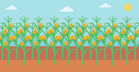 Corn Field Vector Images (over 15,000)