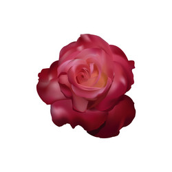 Red rose flower top view isolated on white Vector Image