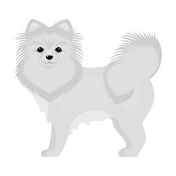 Pomeranian small german spitz dog Royalty Free Vector Image