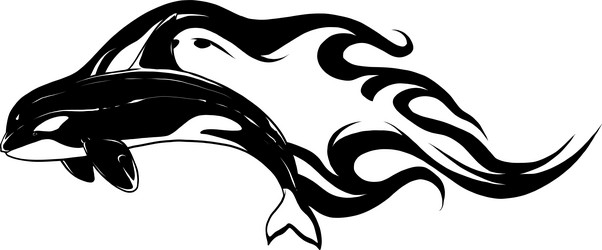 Monochrome drawing of a jumping orca whale Vector Image