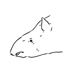 Tapir animal sketch engraving scratch board Vector Image