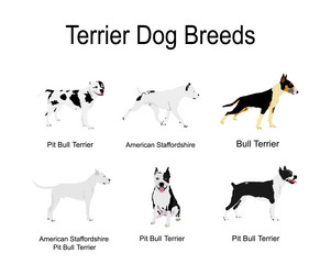 Fighters terrier dog breed collection Royalty Free Vector